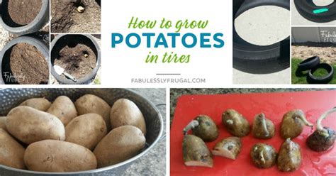 Growing Potatoes In Tires