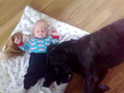 cane corso and baby - YouTube