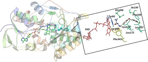 Active Site Of Mao B S Safinamide The Fad Cofactor And Safinamide