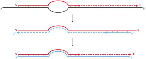 Principle Of Operation Of Superselective Primers The Selective Step Download Scientific