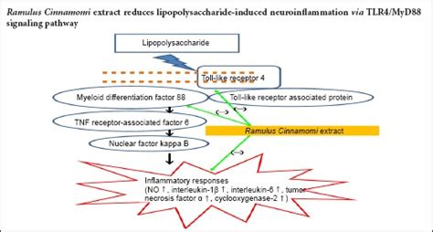 Ramulus Cinnamomi Extract Attenuates Neuroinflammatory Responses Via