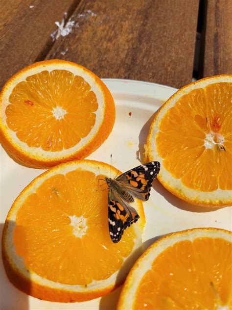 Small Butterfly Hatching Kit Raise 2 Or 4 Caterpillars At Home