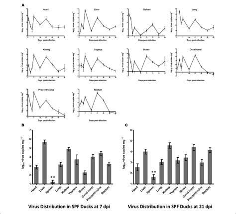 dynamic distribution of the novel fadv 4 in experimentally infected download scientific