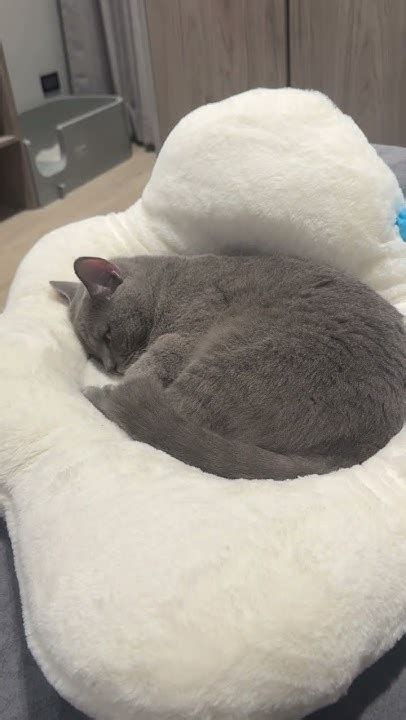 睡個好覺晚安全世界 毛小孩 Cat 治癒小貓 Cute 貓咪日常 Catlover Pets 貓咪 貓 Kitten 藍