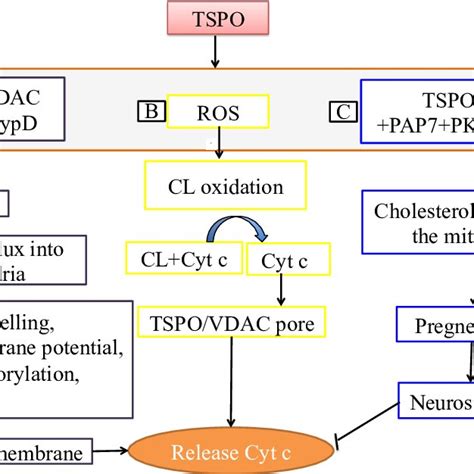 Pdf Translocator Protein Tspo Role In Aging And Alzheimers Disease