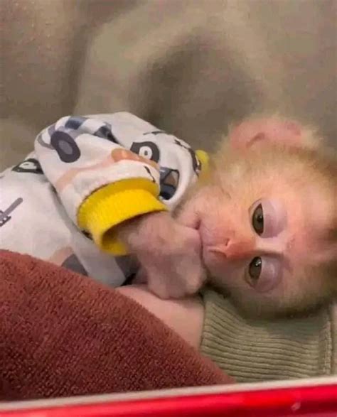 Bala The Adorable Pigtail Adorable Monkeys