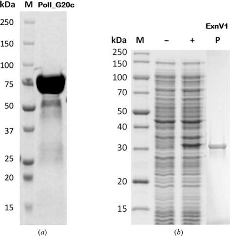 Iucr Crystal Structure Of Dna Polymerase I From Thermus Phage G20c
