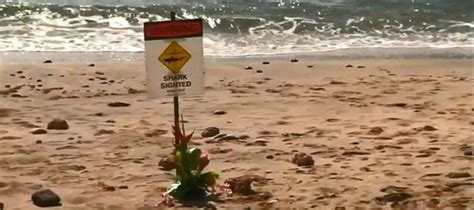 Un Turista Murió En Hawaii Después De Ser Atacado Por Un Tiburón Que Le