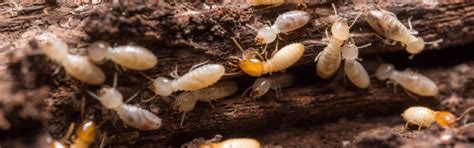Termites Southern Industries Home Improvements