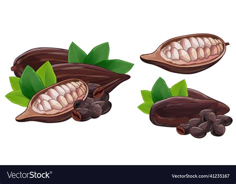Cocoa Seed Set Isolated Cacao Grains In Pod Vector Image
