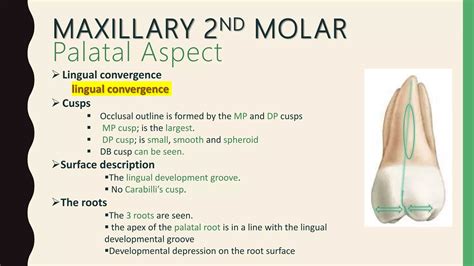 Maxillary Second Molar Pptx