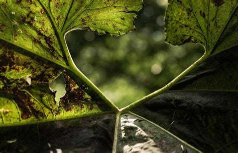 Premium Photo Close Up Of Wet Leaves