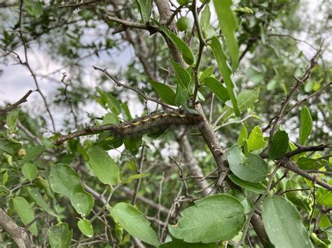 Hypercompe From Duval County Tx Usa On May 8 2023 At 12 02 Pm By