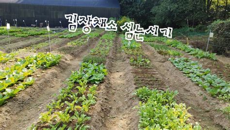 김장채소 김장무 심는시기 김장배추심는시기 김장무우심는시기 쪽파심는시기 네이버 블로그