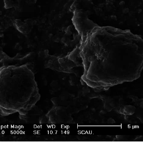 Morphological Features Of Porcine Mo Dcs The Surface Of Porcine Mo Dcs Download Scientific