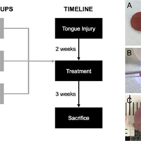 Experimental Design And Partial Glossectomy Model Flow Diagram Depicts Download Scientific