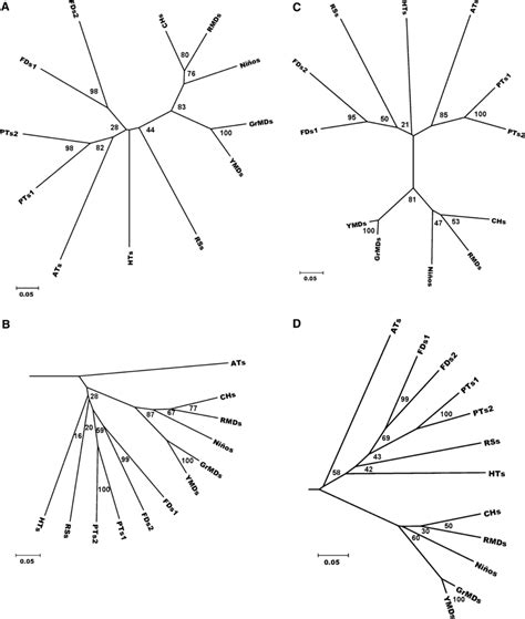 Dendrograms Depicting Genetic Relationships Between Ten Coconut