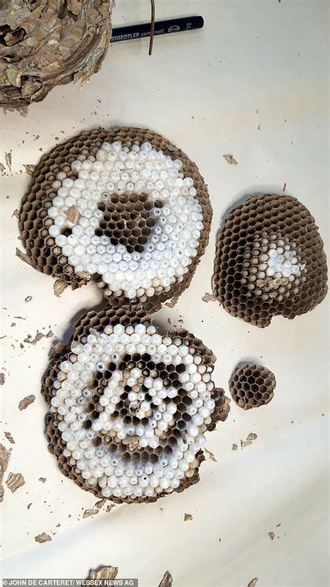 One Of The Largest Asian Hornet Nests Found Inside Derelict House In