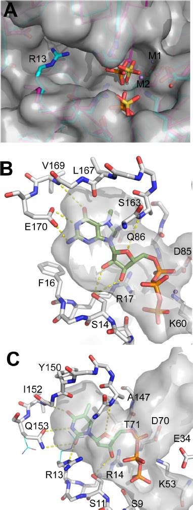 Structural Basis Of Different Substrate Specificity Of Two Maf Download Scientific Diagram
