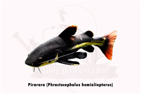 9 tipos de peixe em risco de extinção no nordeste Blog do Pescador