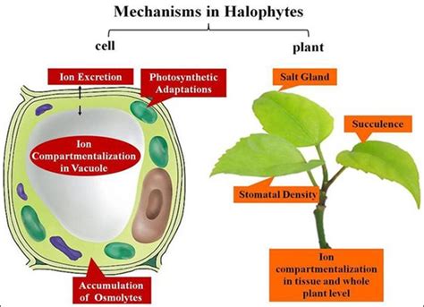 Hypertonic Definition And Examples Biology Online Dictionary