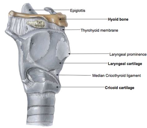 Laryngeal Prominence