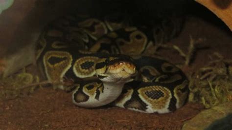 Do Ball Pythons Burrow Yes 04 Reasons Why Ball Pythons Burrow