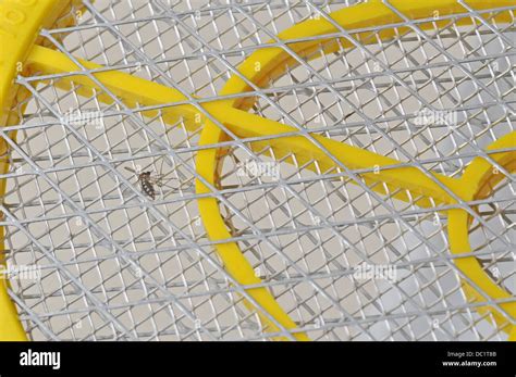 Electric Mosquito Racket Stock Photo Alamy