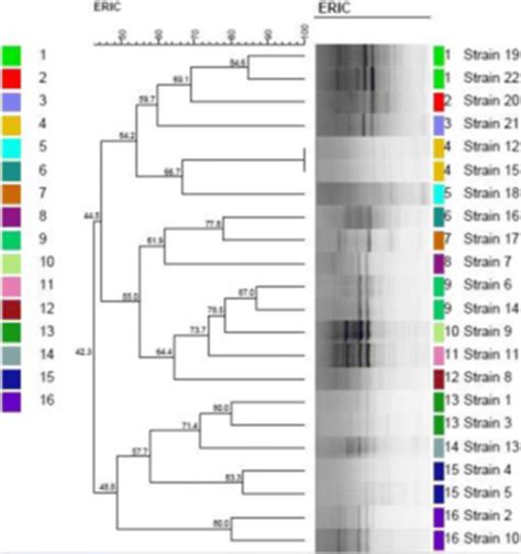 Dendrogram Of Genetic Relatedness Of The A Baumannii Strains Isolated