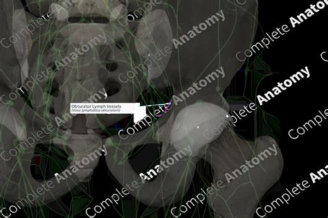 Obturator Lymph Vessels Right Complete Anatomy