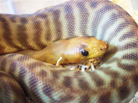 Woma Python Care And Breeding Reptiles Magazine
