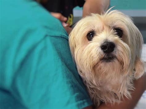 Hund kastrieren Wissenswertes für Hundehalter Vor und Nachteile