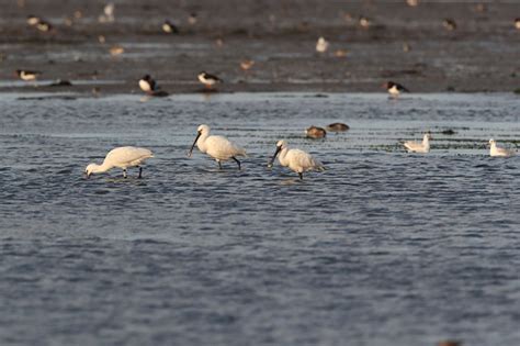 유라시아 또는 일반적인 스푼빌 인 자연 아일랜드 텍셀 네덜란드 Eurasian Spoonbill에 대한 스톡 사진 및 기타