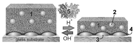 Membranes Free Full Text Thin Hydrogel Films For Optical Biosensor