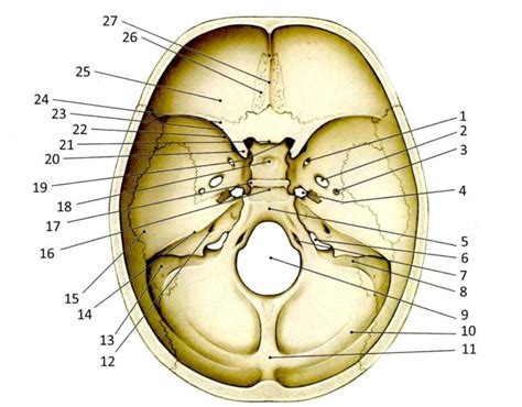 Cranial Fossae Primer Diagram Quizlet
