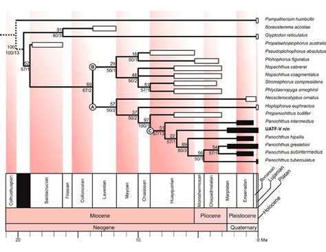 Most Parsimonious Tree Mpt Length 77 Steps Consistency Index Ci