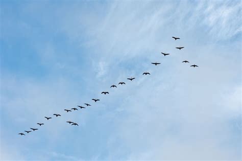 Datamigration Cloudmigration Cloudsolutions Data Sauce Australasia Pty Ltd