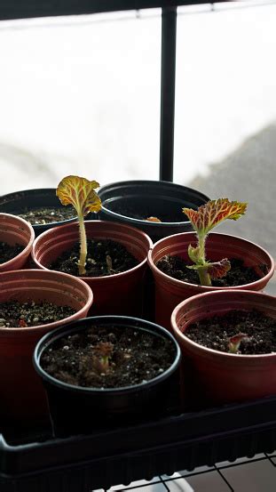 신선한 꽃 새싹 자외선 파이토램프 아래 모종 트레이에 있는 어린 파 모종 새싹 야채의 효과적인 성장 선택적 초점 수직 방향입니다 0명에 대한 스톡 사진 및 기타 이미지