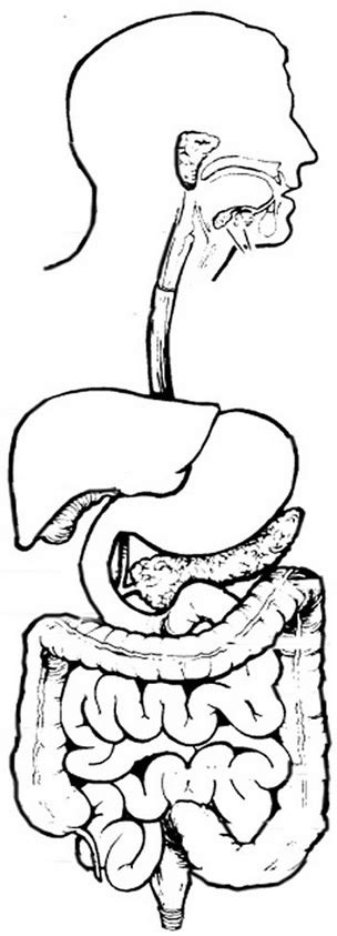 The Digestive System Coloring
