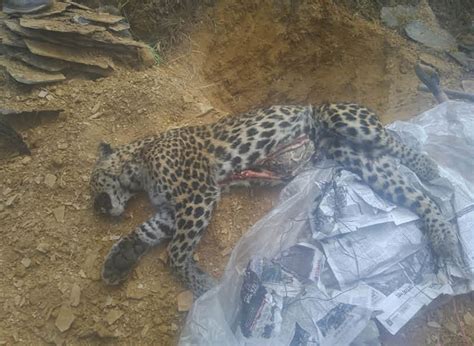 Leopard Attack Human