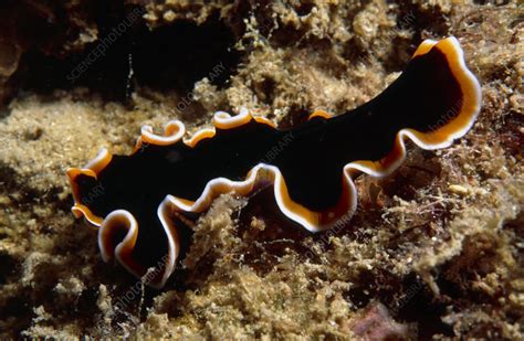 Colorful Marine Flatworm