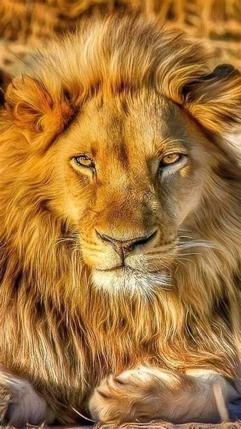 Leones Fondos De Pantalla Hd Leon Fondo De Pantalla F Vrogue Co
