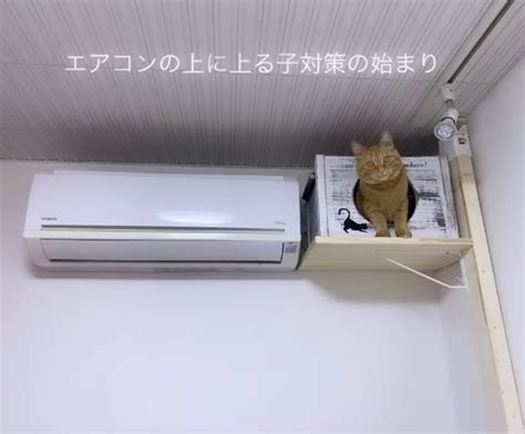 エアコンの上にあがる猫対策は気力勝負！🐾 櫻根座
