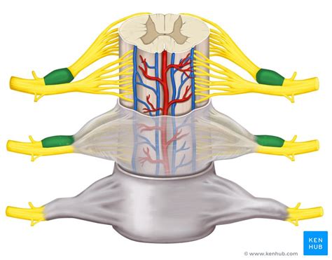 Ventral Rootlets