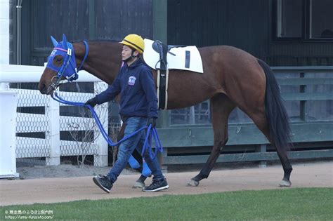 門別競馬場で2歳戦がスタート 馬産地ニュース 競走馬のふるさと案内所
