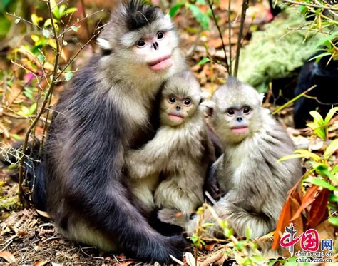 喜讯迪庆滇金丝猴国家公园荣获2019中国特色研学旅游目的地大奖 联盟中国 中国网