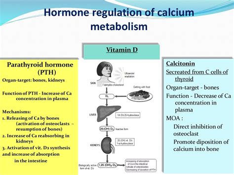 Calcium And Phosphorus Metabolism