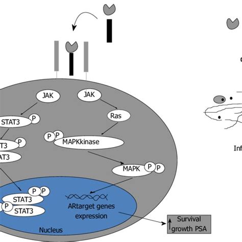 Hypothetical Representation Of Ar Pathway Regulation By Il 6 In
