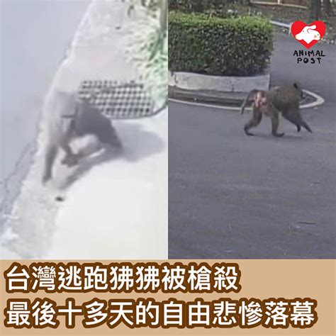 台灣逃跑狒狒今被槍殺 最後十多天的自由悲慘落幕 香港動物報 Hong Kong Animal Post