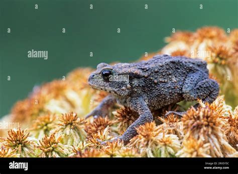 Common Toad Bufo Bufo Is One Of The Most Common Amphibian Species In